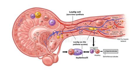 Detailed Illustration Of Male Reproductive Anatomy Focusing On Leydig