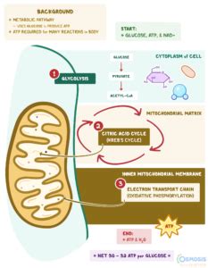 Sex Linked Biology Simple