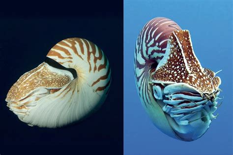 Chambered Nautilus Chambered Nautilus Oceana
