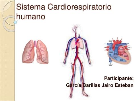 Sistema Cardiorespiratorio Tarea 7