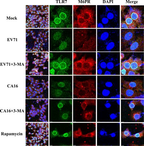 Autophagy Inhibits The Tlr7 Signaling Pathway By Disrupting Endosome Download Scientific