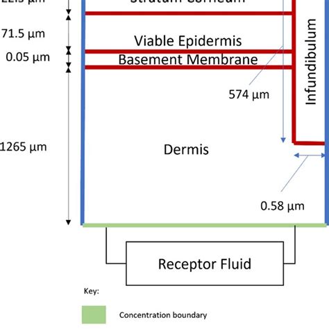Dimensions Of The Transdermal Permeation Simulation Geometry Under