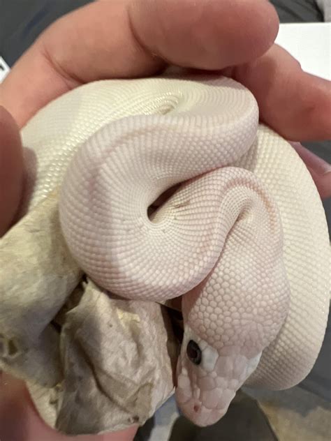 Ball Python Scratch Rballpython