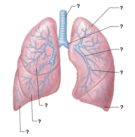 Respiratory 6 Diagram Quizlet