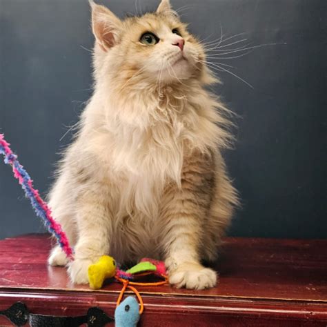 Stud Lazuli Siberian Cattery