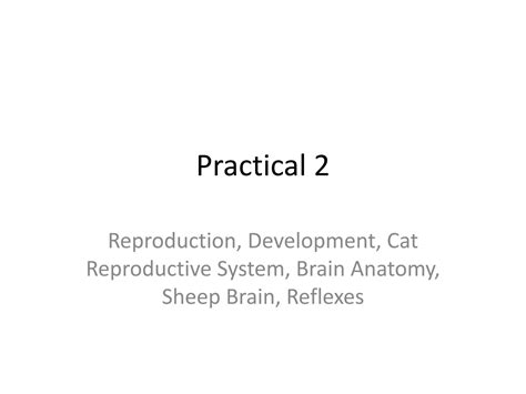 Solution Anatomy Practical Human And Cat Reproductive System Development Brain And Sheep