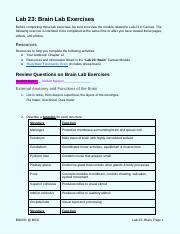 Brain Lab Exercises Anatomy Functions More Course Hero