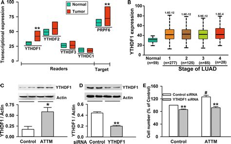 Roles Of Ythdf1 In Attm Induced Growth Of A549 Cells A Expressions