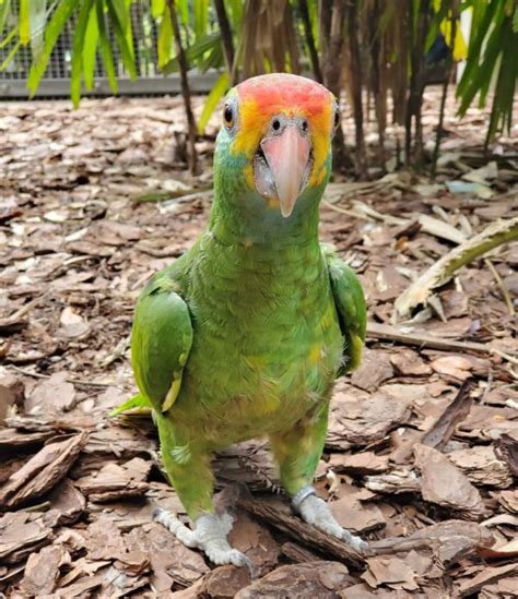 Red Browed Amazon Parrot Online All Parrots Fertile Eggs