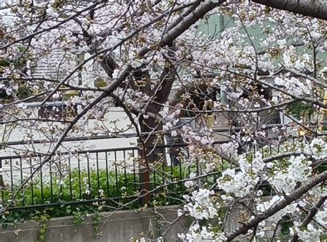 お花見＆散策 ふうと旅行とたべあるく。