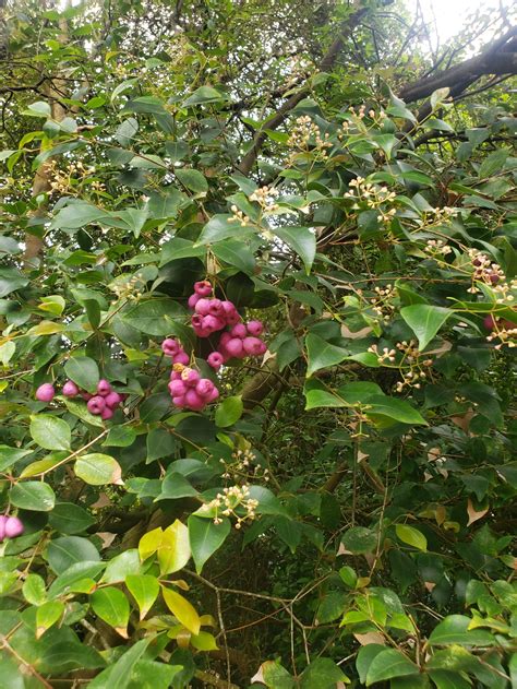 Syzygium Smithii Narrow Leaved Lilly Pilly — Wildlands Farm And Nursery
