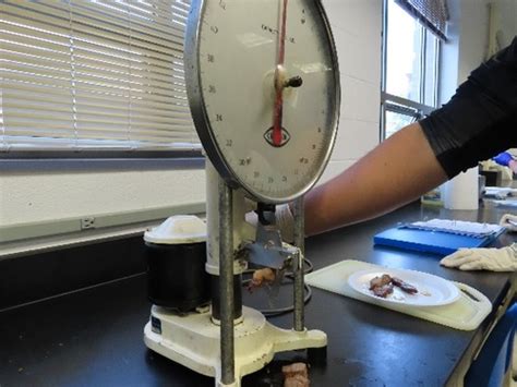 Ansc 201 Lab Quiz 1 Key Terms And Definitions In Biology Flashcards