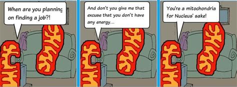 Unit 5 Cell Structure