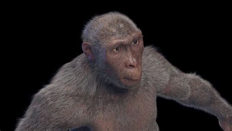 오스트랄로피테쿠스 아파렌시스 수컷 3d 모델 Turbosquid 2098658