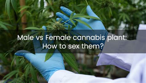 Male Vs Female Cannabis Plant How To Sex Them Medic Grow Led