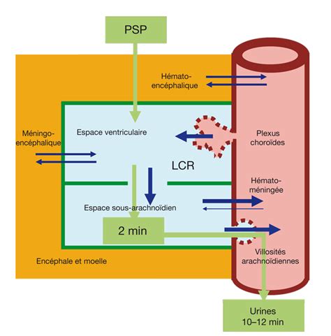Bhe Et Plexus Choroide Ue2 Histologie Tutorat Associatif Toulousain