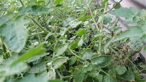 টমেটু গাছ Youtube