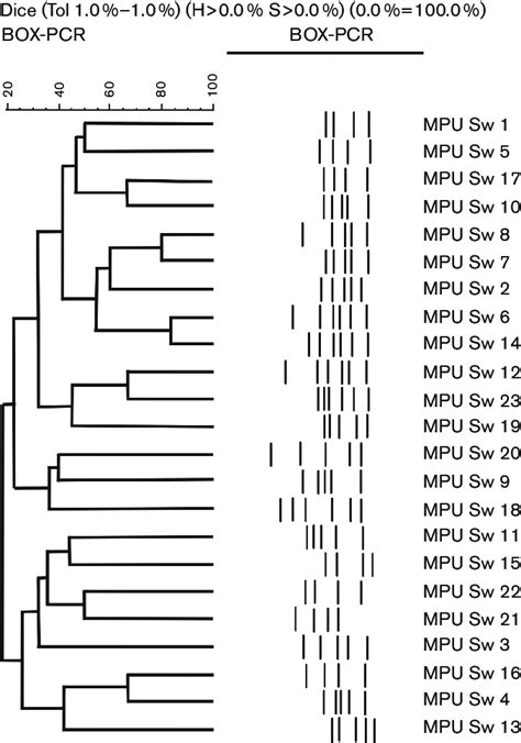 dendrogram generated from box pcr profiles of s warneri strains by