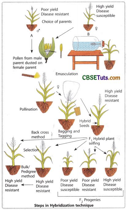 What Is Plant Breeding Definition Objectives Types Methods Cbse