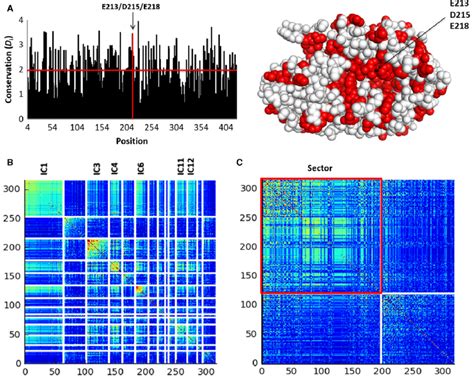 Statistical Coupling Analysis Sca Of Gh7 Cellobiohydrolases A