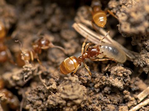 See The Uncommon Beauty Of The Common Ant National Geographic