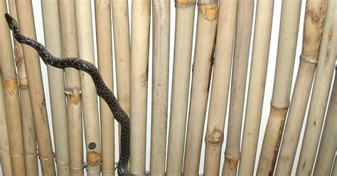 Ahas Tulog May Kamandag Ba Halimbawa Ng Bahay