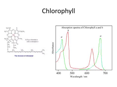 Photosynthesis Light Dependent Reactions Pptx