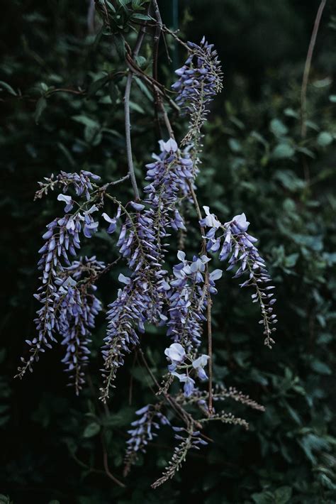 집 밖의 경치 교수형 덩굴 꽃 꽃무늬 꽃이 피는 나뭇잎 녹지 다년생 덩굴 등나무 등나무 꽃 등나무 플로리분다 매달린 꽃 메이귀 보라색 봄