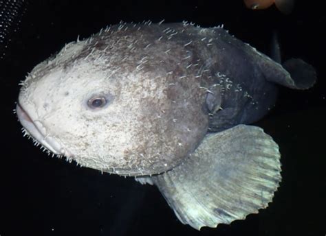 Blobfish Fun Facts About This Unsightly Ocean Creature