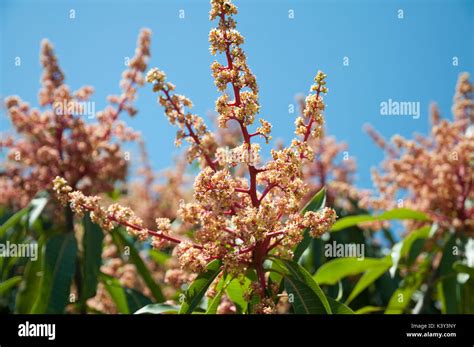 Mango Tree Flowers