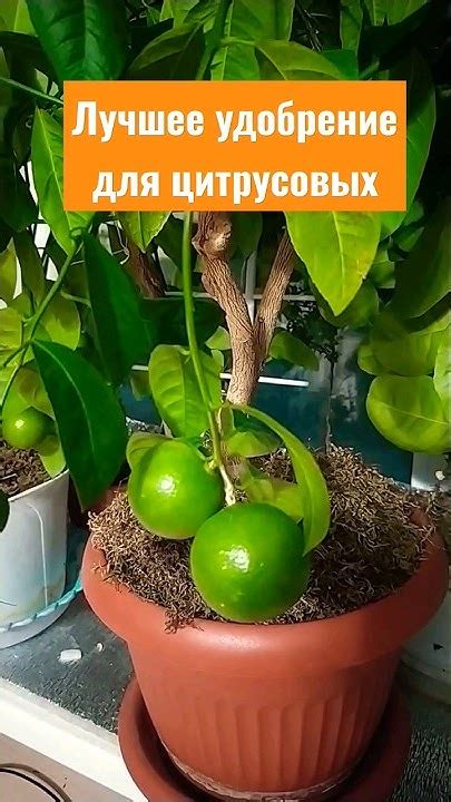 Лучшее удобрение для цитрусовых цитрусовые лимон апельсин мандарины экзотика Youtube