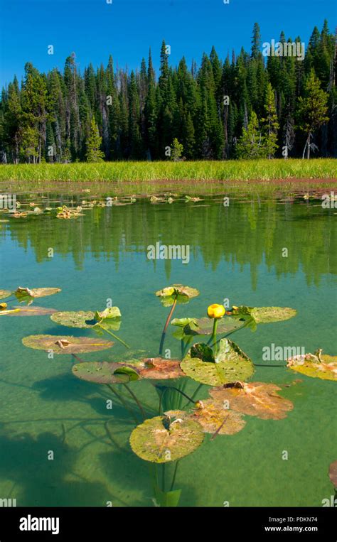 Hosmer Lake Lily Pads Cascade Lakes National Scenic Byway Deschutes