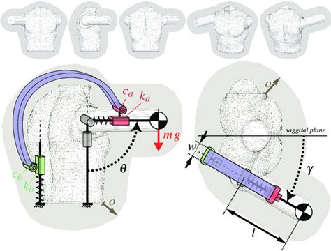 Model Topology The Triangulated Meshes For The Torso And Right Upper