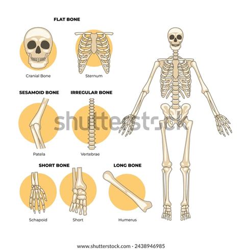 Different Types Of Bones