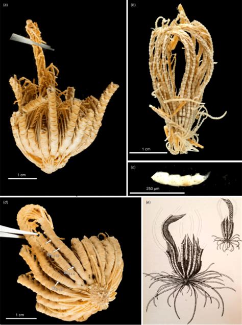 Resolving The Taxonomy Of The Antarctic Feather Star Species Complex Promachocrinus