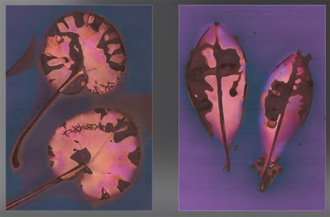 This Weeks Experimentsphytogram