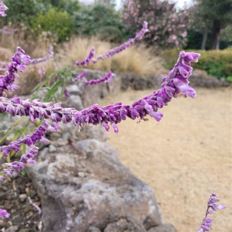 제주에서 동백 수목원 보라색꽃 멕시칸 세이지 라벤다 인줄 네이버 블로그