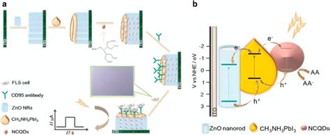 A Schematic Representation Of A Photoelectrochemical Biosensor Based