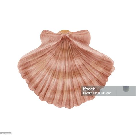 조개 껍질 바다와 강 가리비 디지털 수채화 일러스트 줄무늬가 있는 둥근 조개껍데기로 흰색 배경에 고립되어 있습니다 포스터 엽서 월페이퍼 장식 및 인테리어 디자인용 가리비에