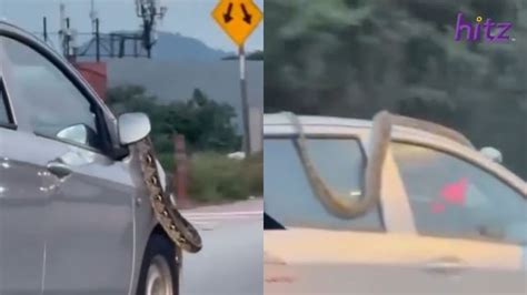 Python Hitching A Ride On Vehicle Causes A Viral Stir Hitz