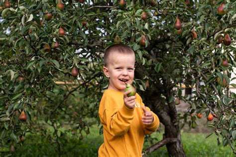 오렌지 후드에 금발 머리를 가진 아이는 배 나무 옆에 서서 배 과일을 먹고있다 배에 대한 스톡 사진 및 기타 이미지 배 나무 작물 Istock