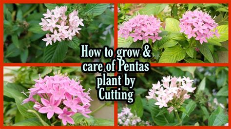 Propagation Pentas Plant • By From Cutting Easy Simple Method To