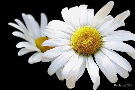 Daisy She Loves Me She Loves Me Not By Paulette1021 Redbubble