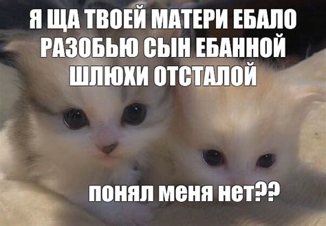 Создать мем котята рэгдолл котята котик няшка Картинки Meme