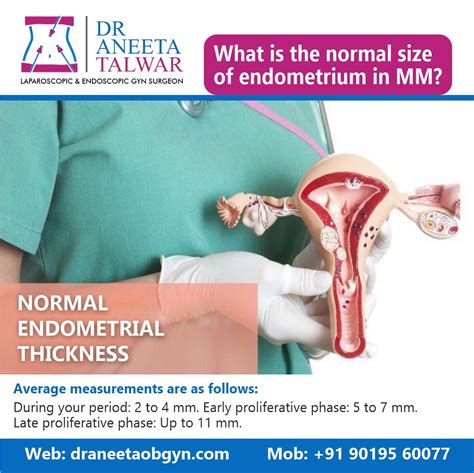 What Is The Normal Size Of Endometrium In Mm During Your Period 2 To