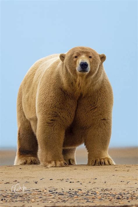 Title Fat Albert The Giant Polar Bear Of Alaska New And Tips