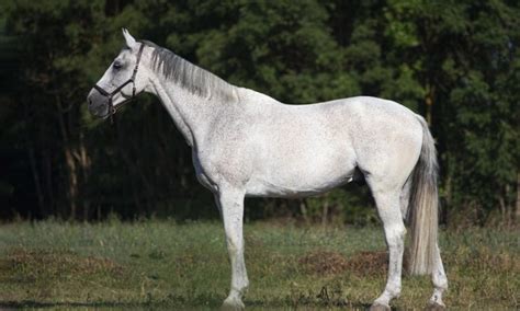 Horse Colors Demystifying Horse Coats And Their Genetics