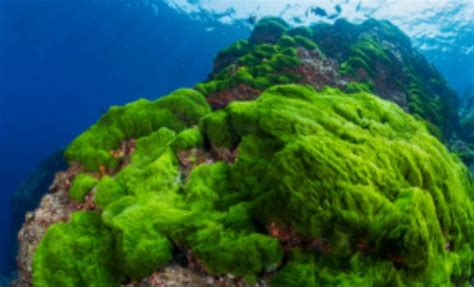 What Is Algin Meaning And Benefits Of Algin