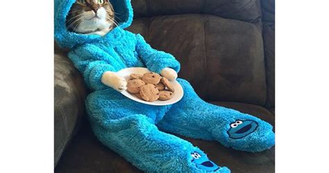 U S Embassy Sorry For Sending Cookie Monster Cat Pyjama Invitation
