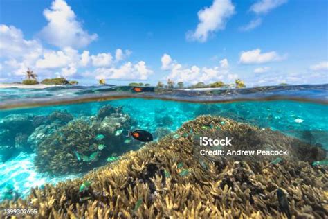 일반적으로 아킬레스 탕 또는 아킬레스 외과 의사로 알려진 Acanthurus Achilles는 태평양에서 자생하는 열대 해양 물고기입니다 물고기에 대한 스톡 사진 및 기타